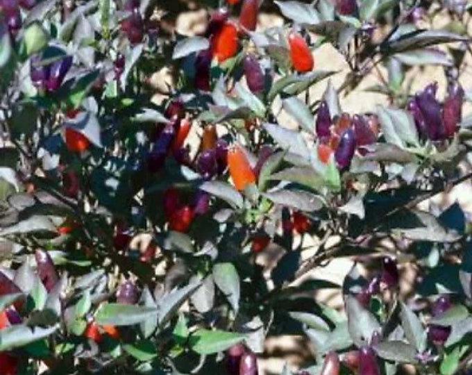 50 Seeds Rare Pepper Ornamental Dwarf Mix Organic Non-gmo Ot Ngu Sac Ớt ...