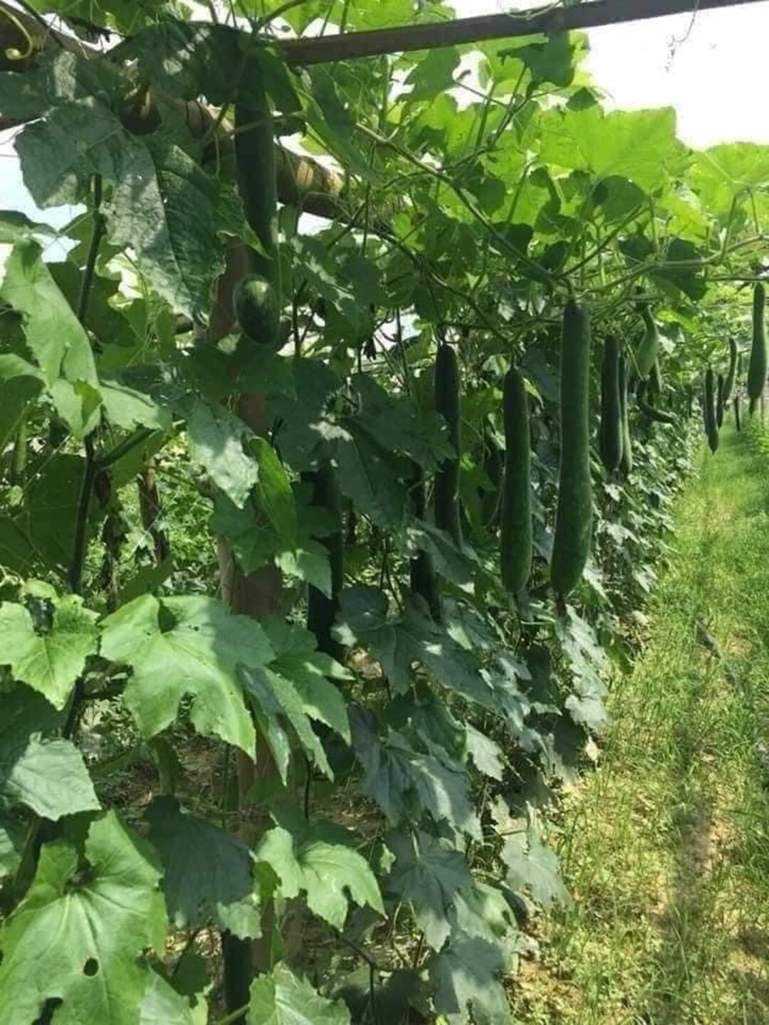50 Bi Dao Xanh- Dark Green Hairy Gourd Opo Winter Gourd | Non GMO Bí ...