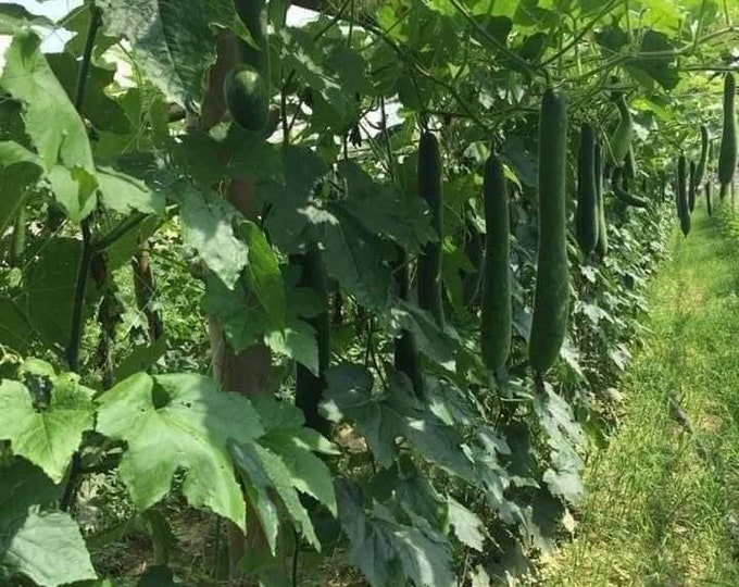 50 Bi Dao Xanh- Dark Green Hairy Gourd Opo Winter Gourd | Non GMO Bí ...