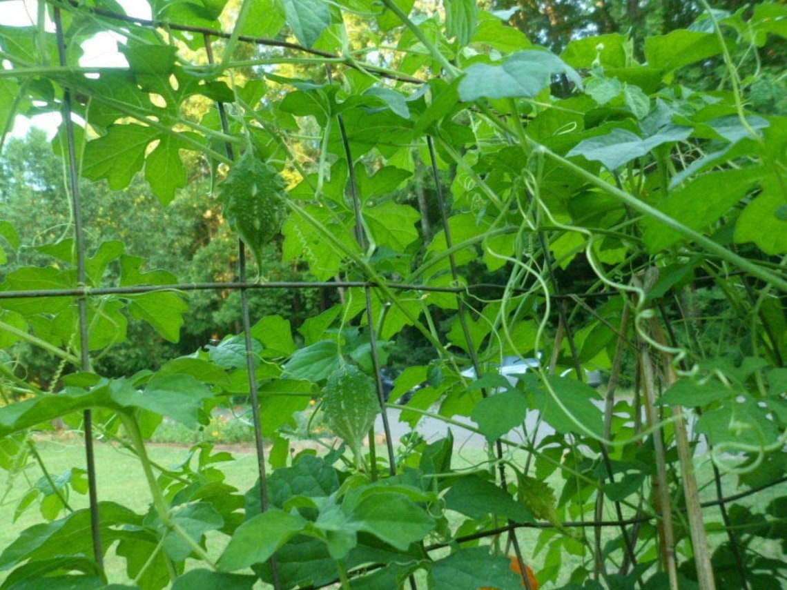 Bulk 200++jamaican Cerasee/small Bitter Melon/gourd/karela Plus Seeds ...