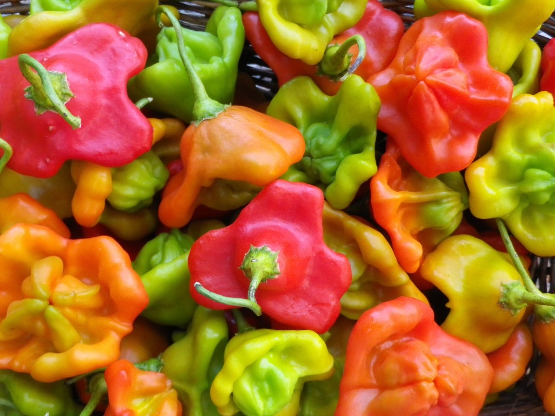 100+ Seeds Ubatuba Cambuci Hot Pepper Pepper Seeds- Non-gmo C. Baccatum ...