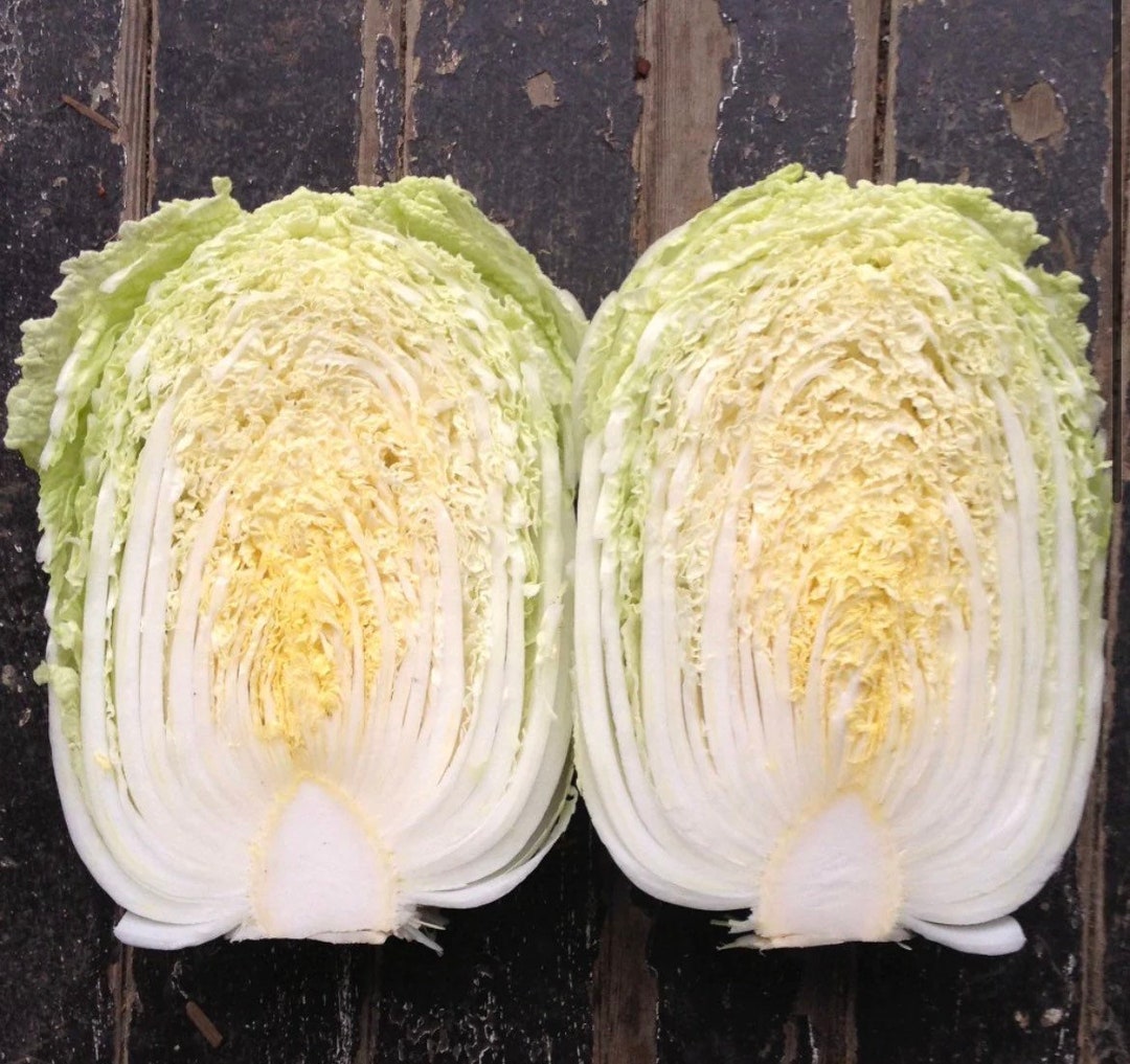 200 Seeds Matsushima Napa Cabbage is a Japanese Heading Cabbage Popular ...