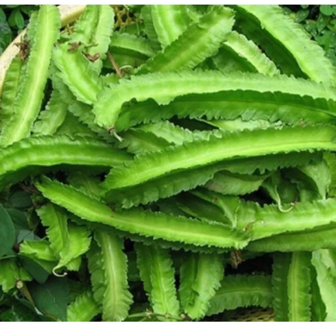 Winged Bean Seeds Dragon Horned Four Angled Asparagus Goa - Etsy