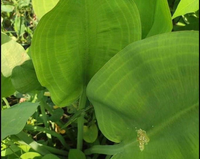 50 Seeds Hạt Rau Cù Nèo ăn Lẩu Canh Chua Hạt Giống Kèo Nèo/rau Tai ...