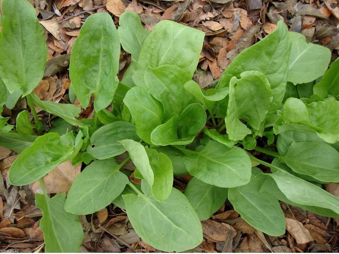 3.5g 3500+ Large Leaf SORREL- Lá Chua - Rumex Acetosa-non-gmo Heirloom ...