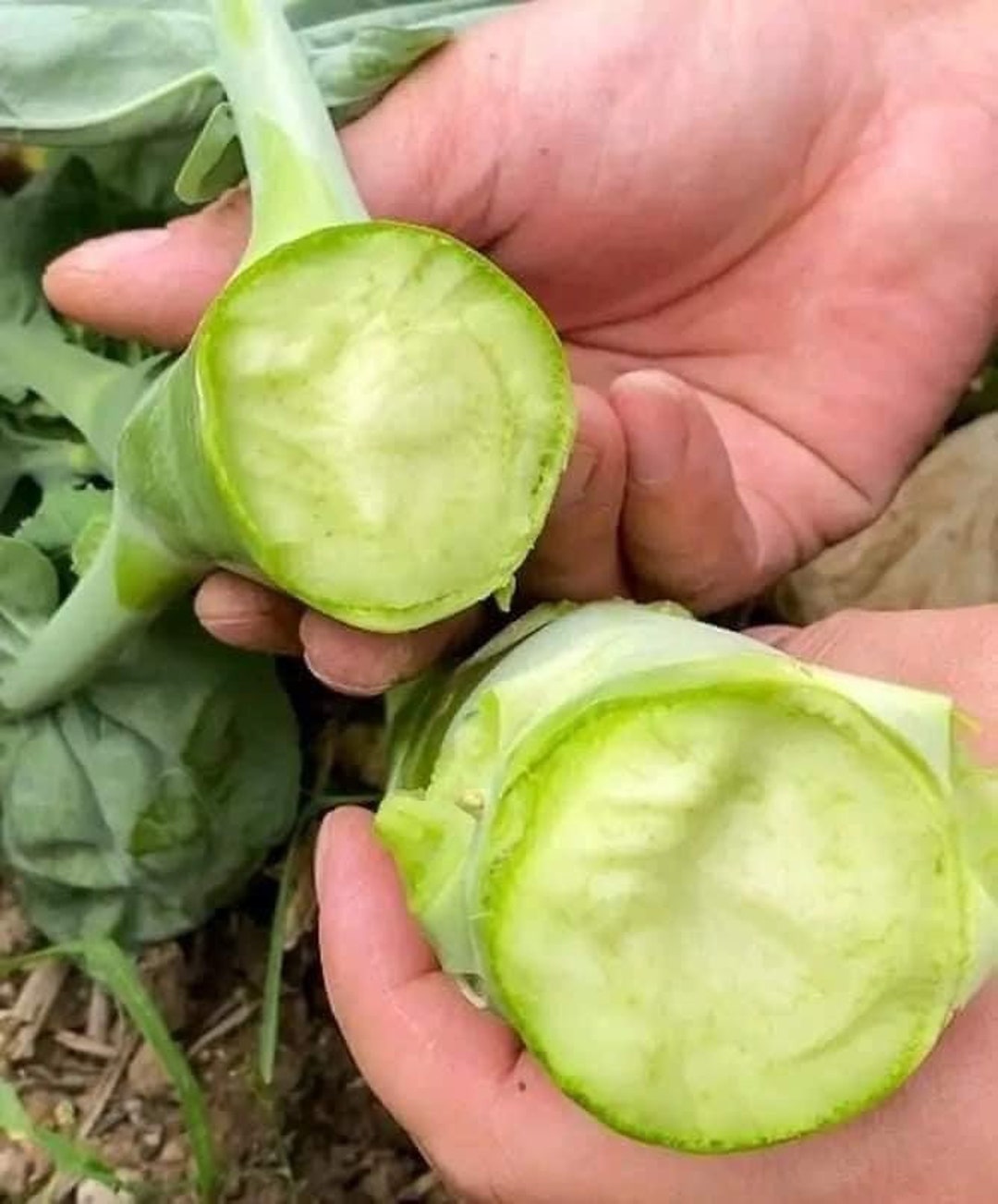 2x 5000 Seeds Extra Large Huge Stem Gai Lan Seeds Cải Làn Than Lon Big ...