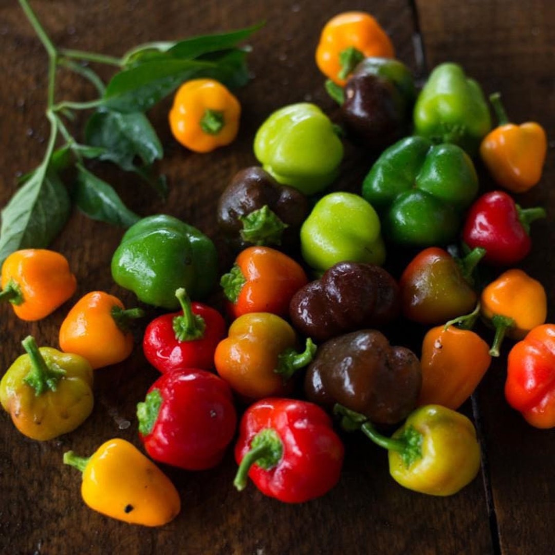 50+ Rainbow Mini Baby Bell Pepper Blend Hạt Giống ớt Chuông A Excellent ...