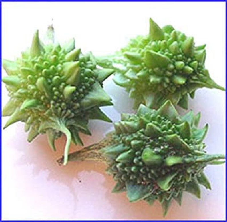 Bulk 200++jamaican Cerasee/small Bitter Melon/gourd/karela Plus Seeds ...