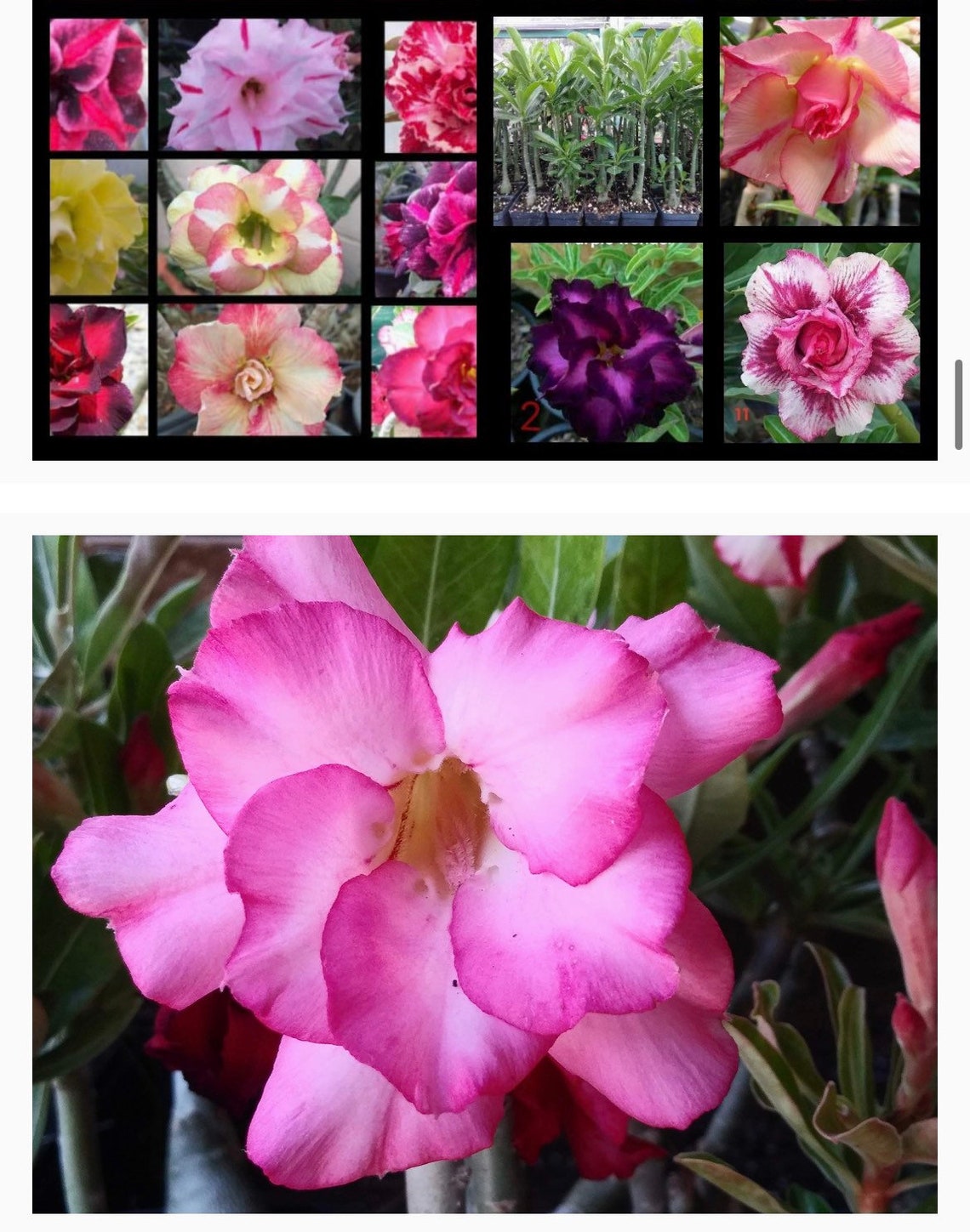 Adenium Obesum Seeds Mixed Colors Desert Rose Single and Multi Colored ...