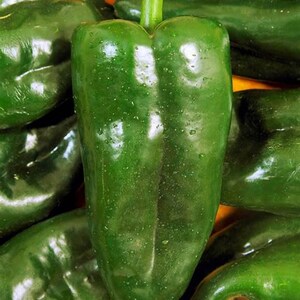7 Pepper Seeds - Tiburon Poblano Pepper Highly-productive, Hybrid ...