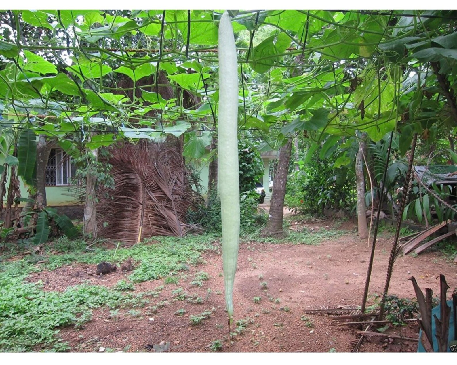 Snake Gourd (serpent Gourd - White Glory) 5-20-300 Seeds ~ Very Rare ...