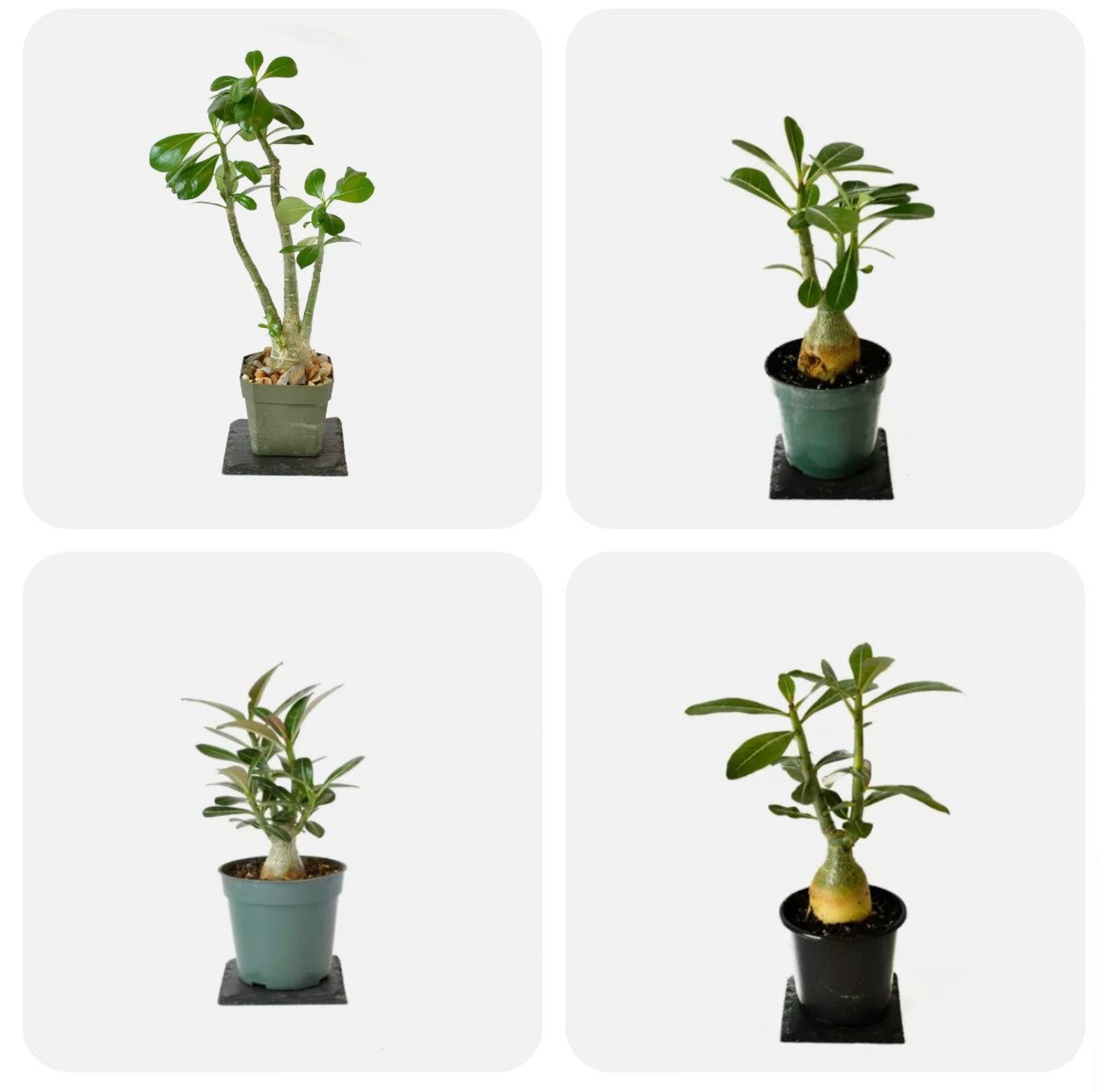 Adenium Obesum Seeds Mixed Colors Desert Rose Single and Multi Colored ...