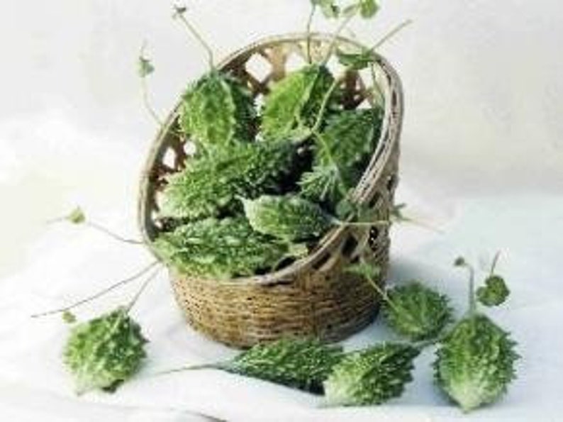 Bulk 200++jamaican Cerasee/small Bitter Melon/gourd/karela Plus Seeds ...
