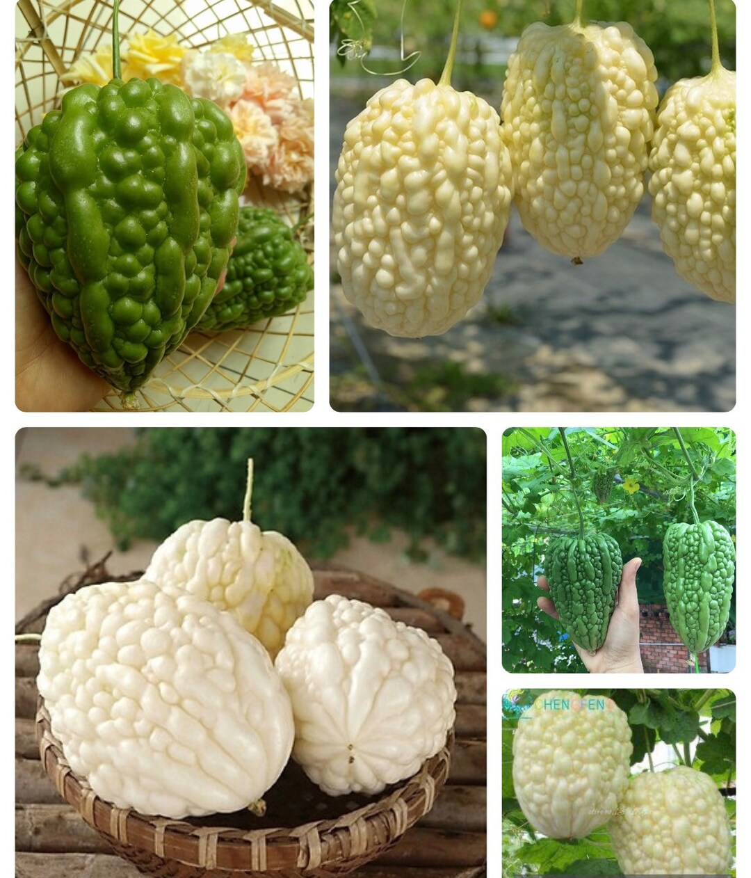 Rare Seeds - BIG Heart/big Top Khổ Qua Trái Tim Xanh Va Trang ...