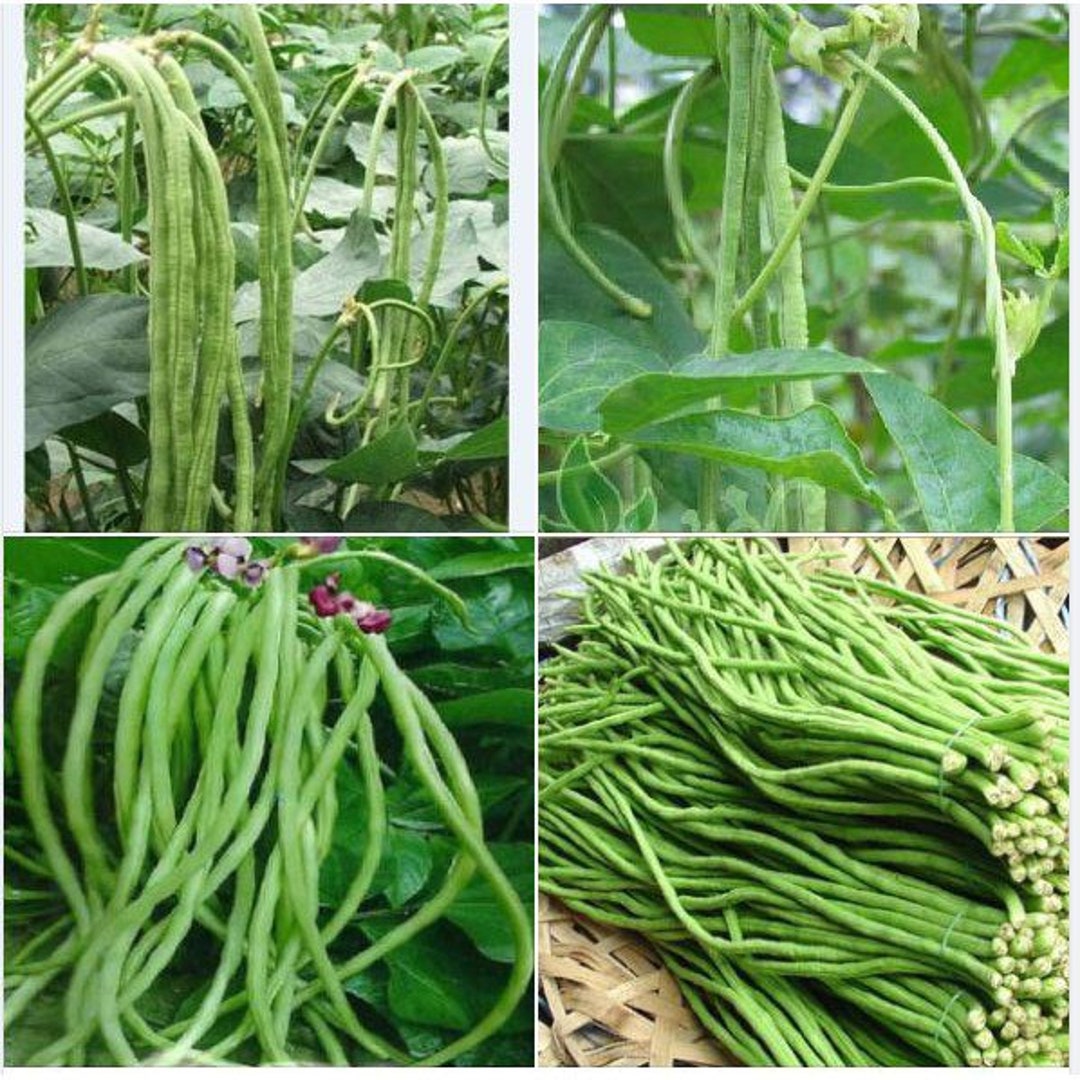 Hat Giống đậu đũa Bụi Lùn Hat Giong Dau Dua Bui Ngot Việt Nam ...