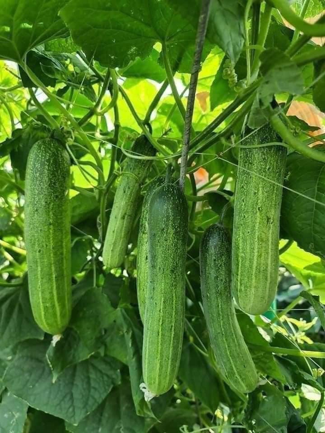 Vietnamese Cucumber Seeds Dưa Leo Việt Nam Dưa Chuột Việt Không Cần Ong ...