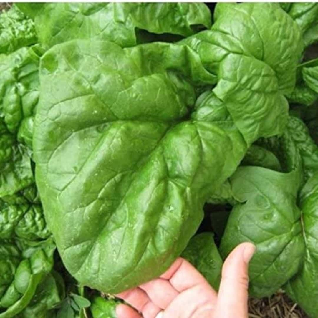 Giant Noble Spinach Seeds 250 Seeds-1lb Bulk Huge Leaves! Heirloom Non ...