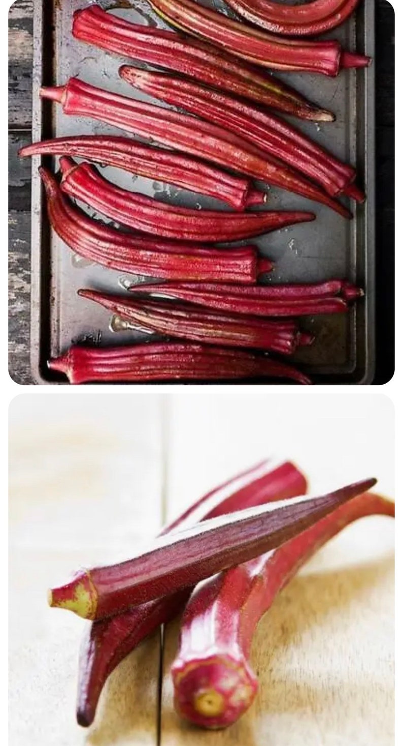Hat Dau Bap Okra Seeds Most Famous Okra Clemson Spineless Okra 200 Ct ...