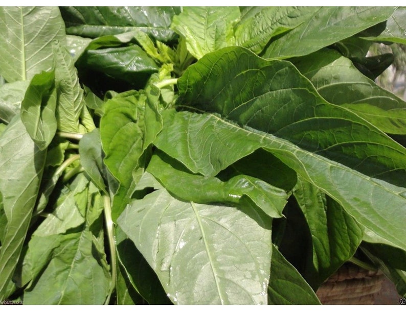 1000 Jamaican CALLALOO SEEDS (edible Amaranth) Real Jamaican Organic ...