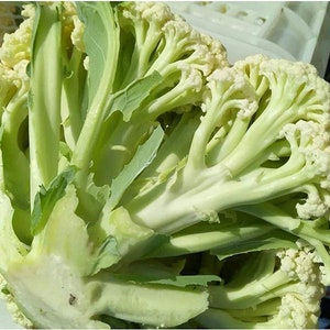 Hybrid Cauliflower Loose Type Long Stems Chinese Cauliflower - Etsy