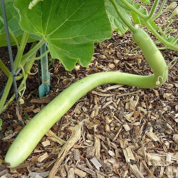 Squash Seeds - Etsy