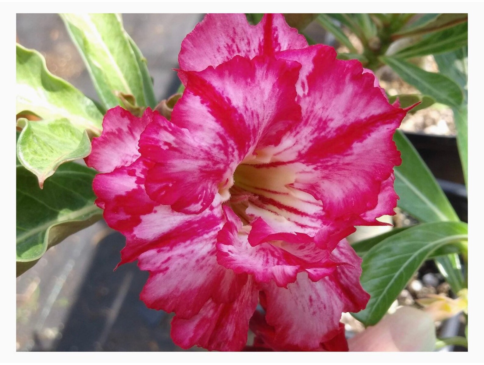 Adenium Obesum Seeds Mixed Colors Desert Rose Single and Multi Colored ...