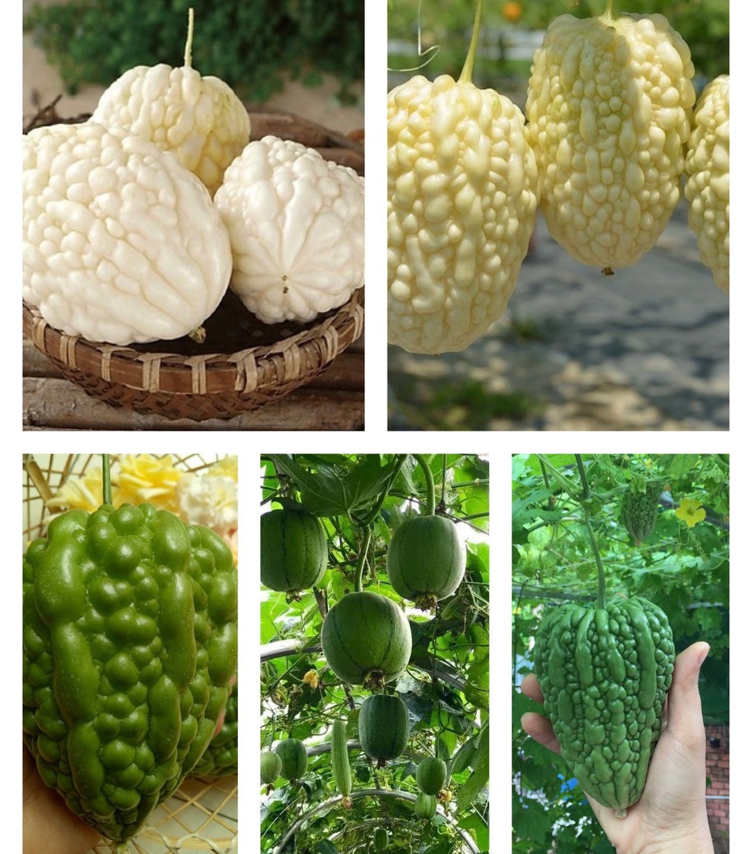 Special APPLE Combo 20 Seeds Of- BIG Heart/big Top Khổ Qua Trái Tim ...