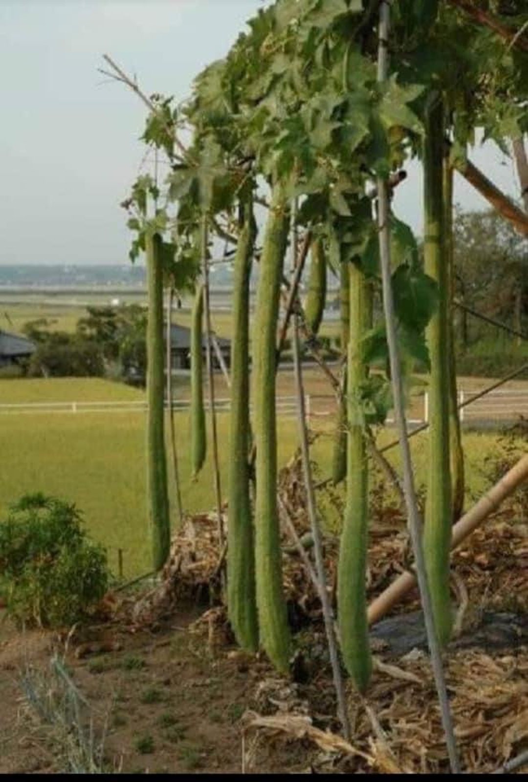 Extra Long Luffa Gourd Seeds | USA Asian Chinese Okra Loofah Melon 2023 ...