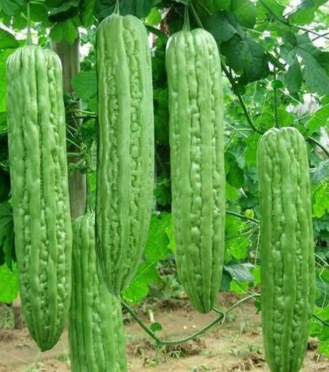 20 Bitter Melon Seeds - Kho Qua - Chinese Bitter Gourd Karela Bitter ...