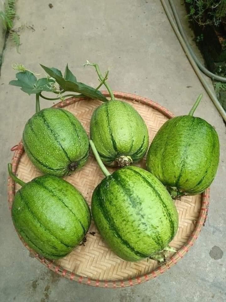 7 Apple Luffa Seeds Taiwan Apple Loofah Mướp Táo Đài Loan - Etsy