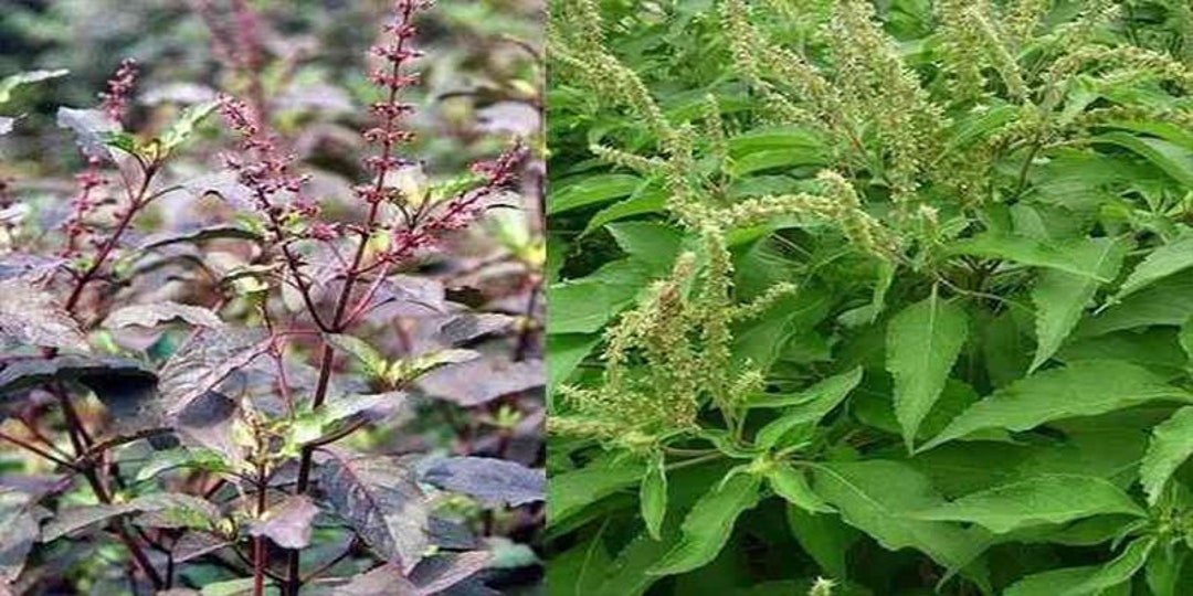 3000 Seeds Mix 2 Colors Leaf Thai Holy Basil Seeds | Krishna Tulsi ...