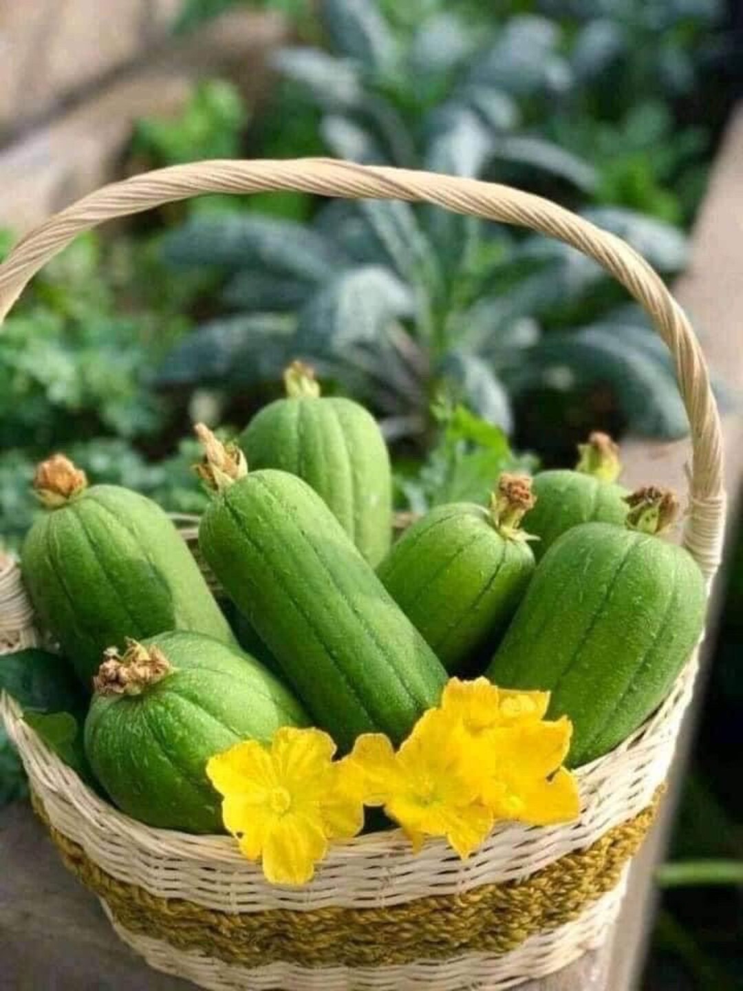 Rare Mướp Đài Loan Quả Ngắn Lai 10 Moap Luffa Taiwan Hybrid F1 Seeds ...