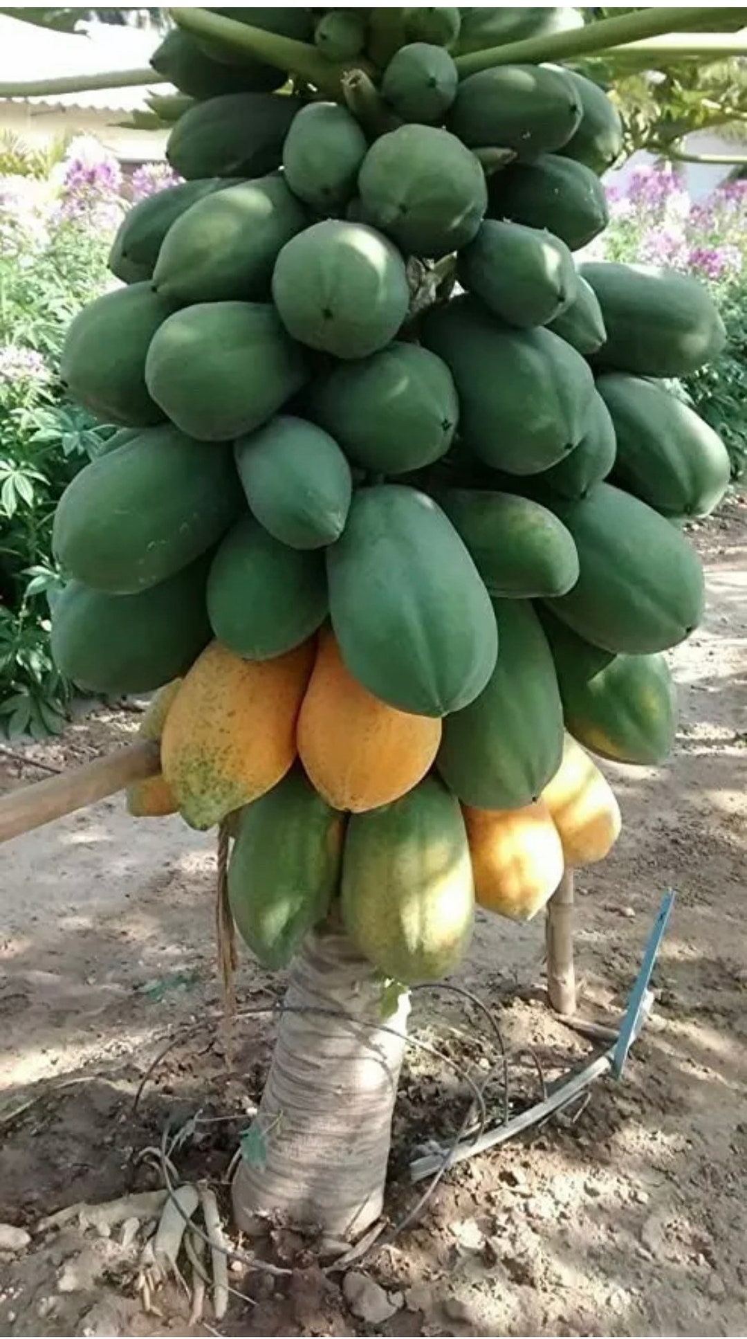 10+ Dwarf Papaya Seeds~fresh Organic Seeds Bonsai Papaya Ship With ...