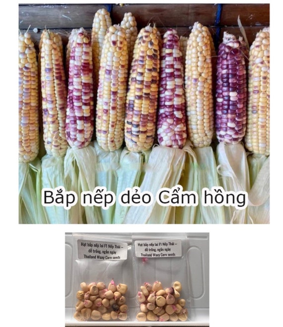 2 Bags of Waxy Corn Vietnamese Bap Nep Cam Hong Sticky Corn - Etsy