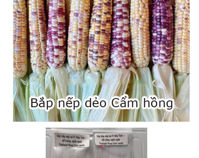 2 Bags of Waxy Corn Vietnamese Bap Nep Cam Hong Sticky Corn Seeds ...