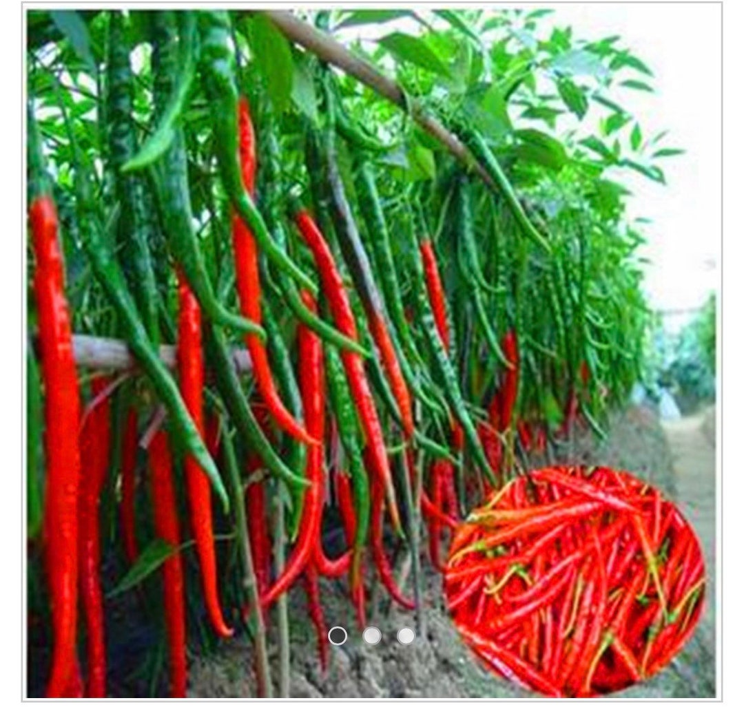 Long Pepper Seeds -red Cayenne Germ 85% 12 Inches Long - Etsy