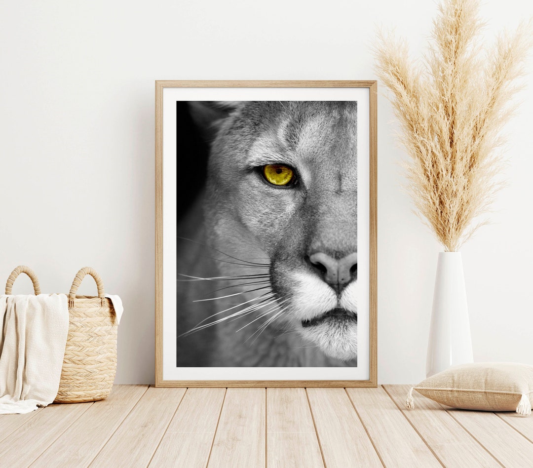 Close up Puma, Black and White Art Print, Modern Wall Art, Black ...