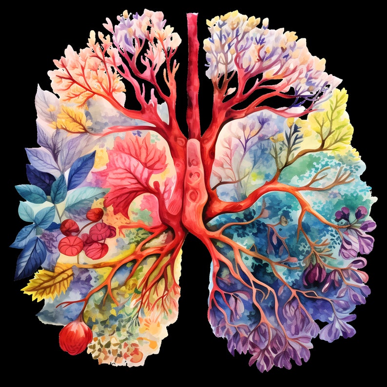3 PNG Lung Bronchial Tree Anatomy Clipart, Lungs Clipart Respiratory ...