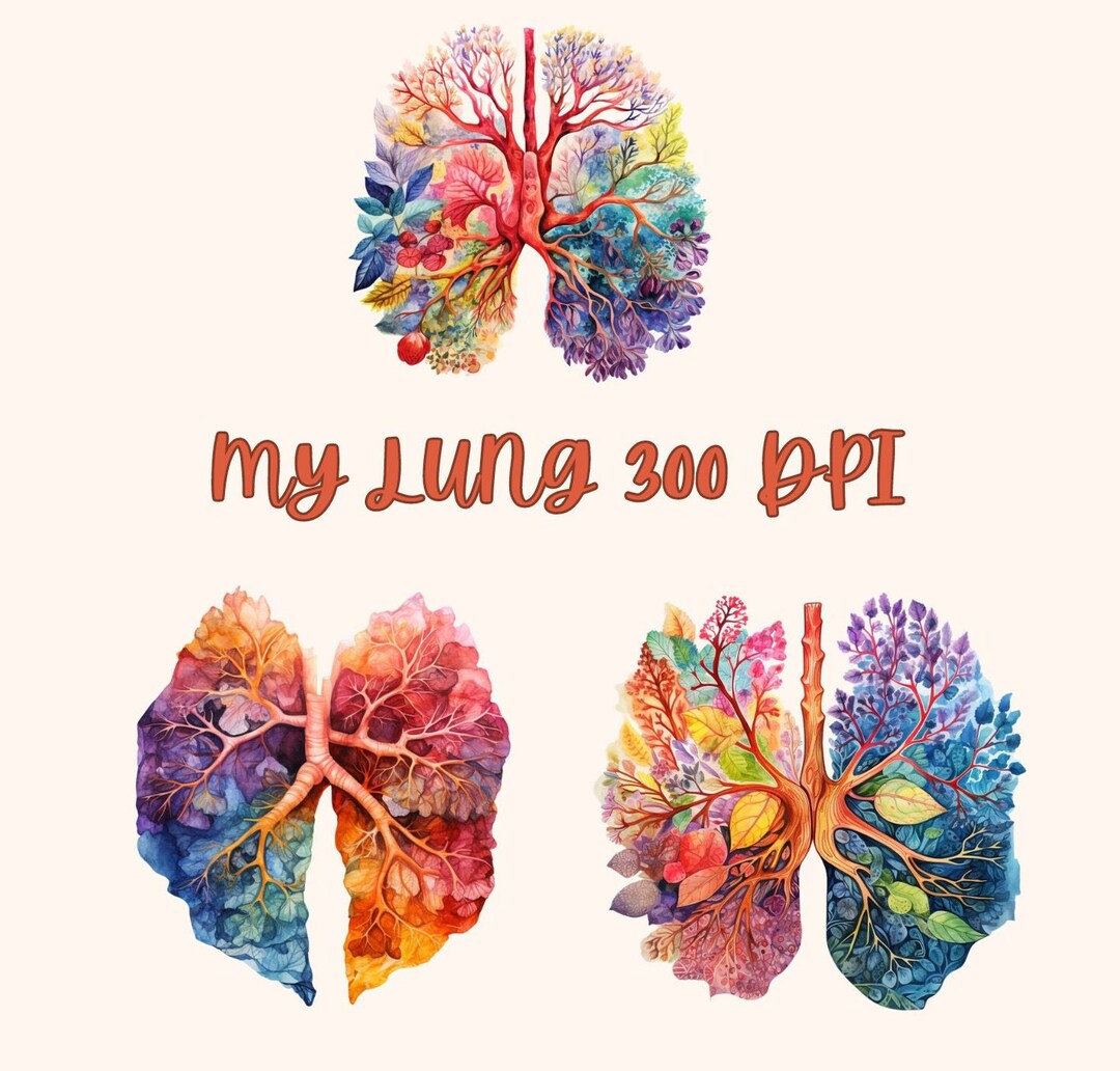 3 PNG Lung Bronchial Tree Anatomy Clipart, Lungs Clipart Respiratory ...