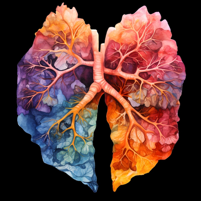 3 PNG Lung Bronchial Tree Anatomy Clipart, Lungs Clipart Respiratory ...