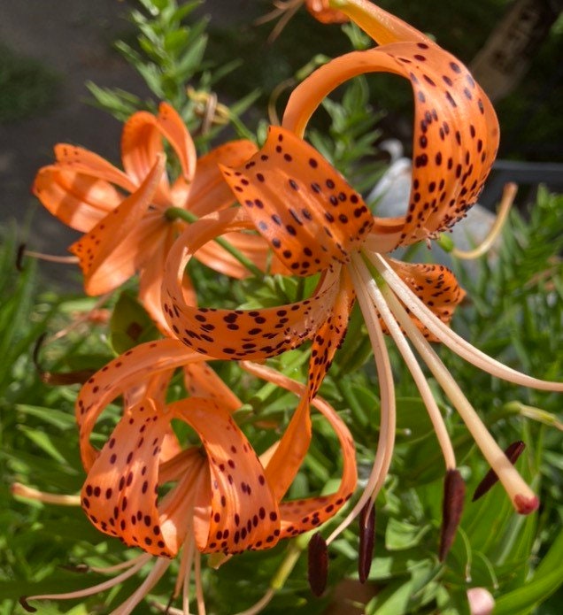 3-6-9-12+ Old Fashioned Tall Tiger Lily Flowering Live Plants Easy to ...