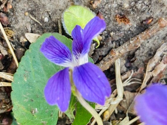6 Wild Violets Plants or 25 Seeds. Wood Violets. Kansas - Etsy
