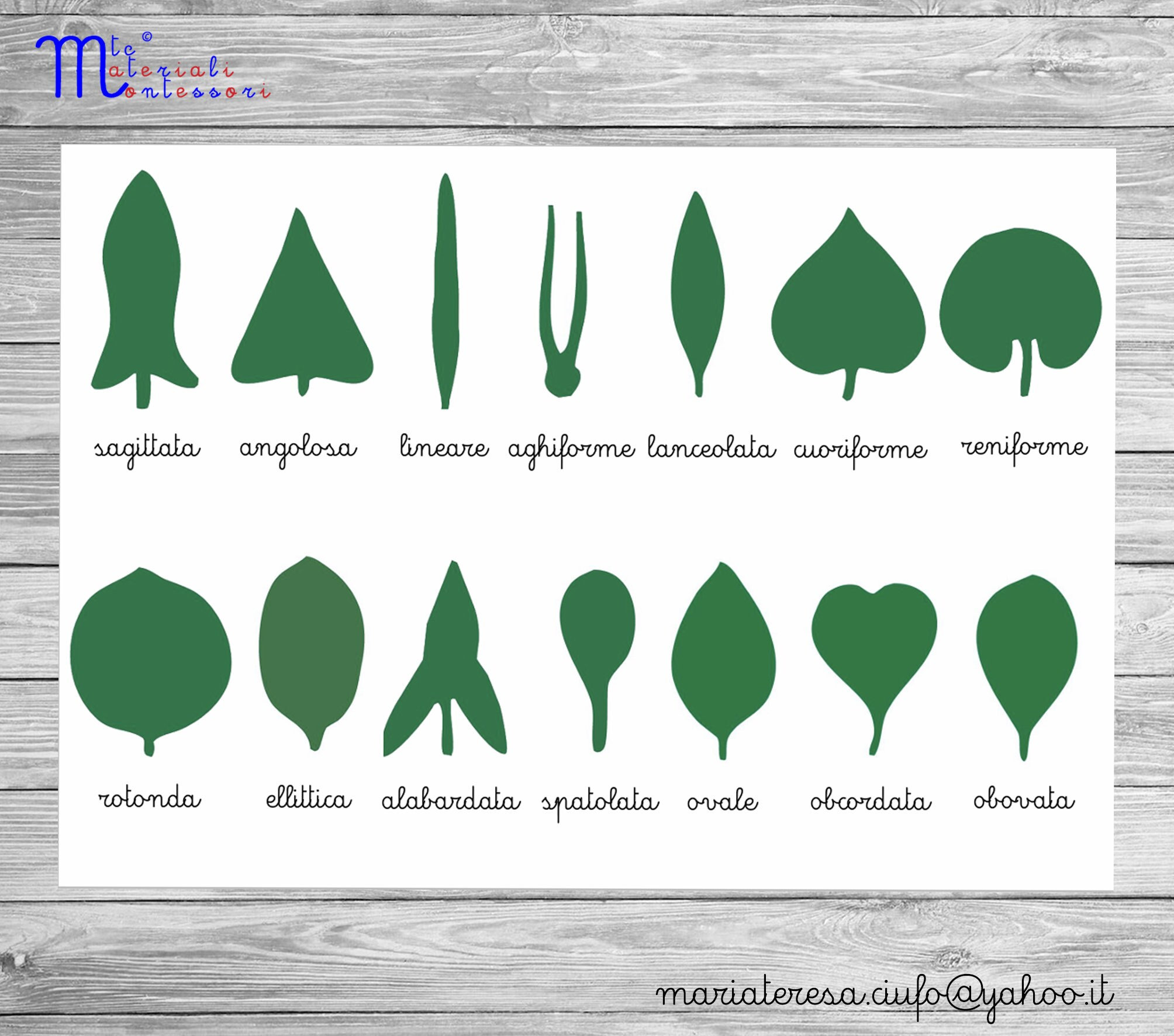 Printable PDF "leaves According to Shape" A3 Format - Etsy