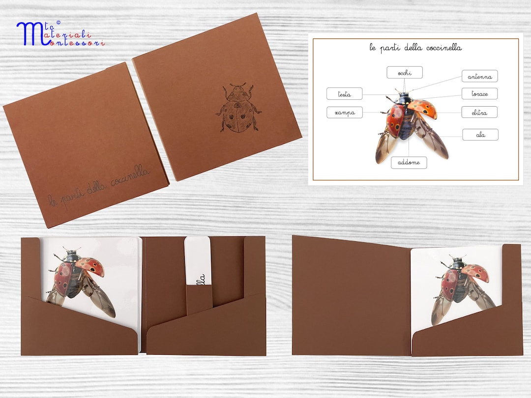 Printable PDF Montessori Nomenclature: "the Ladybug and Its Parts" - Etsy
