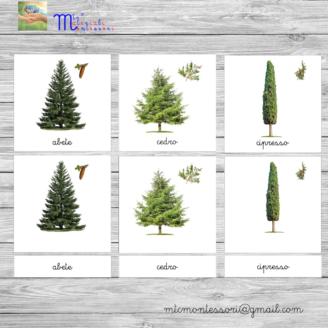 Printable PDF Montessori Nomenclatures "evergreen Trees" + "deciduous ...