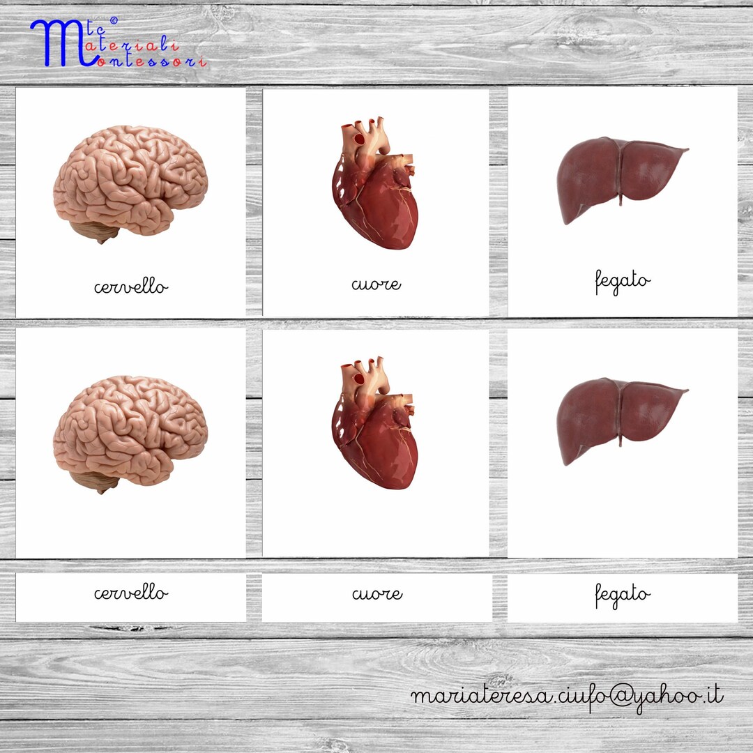 Montessori Nomenclature internal Organs of the Human - Etsy