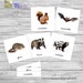Printable PDF Montessori Nomenclature "animals That Hibernate" - Etsy