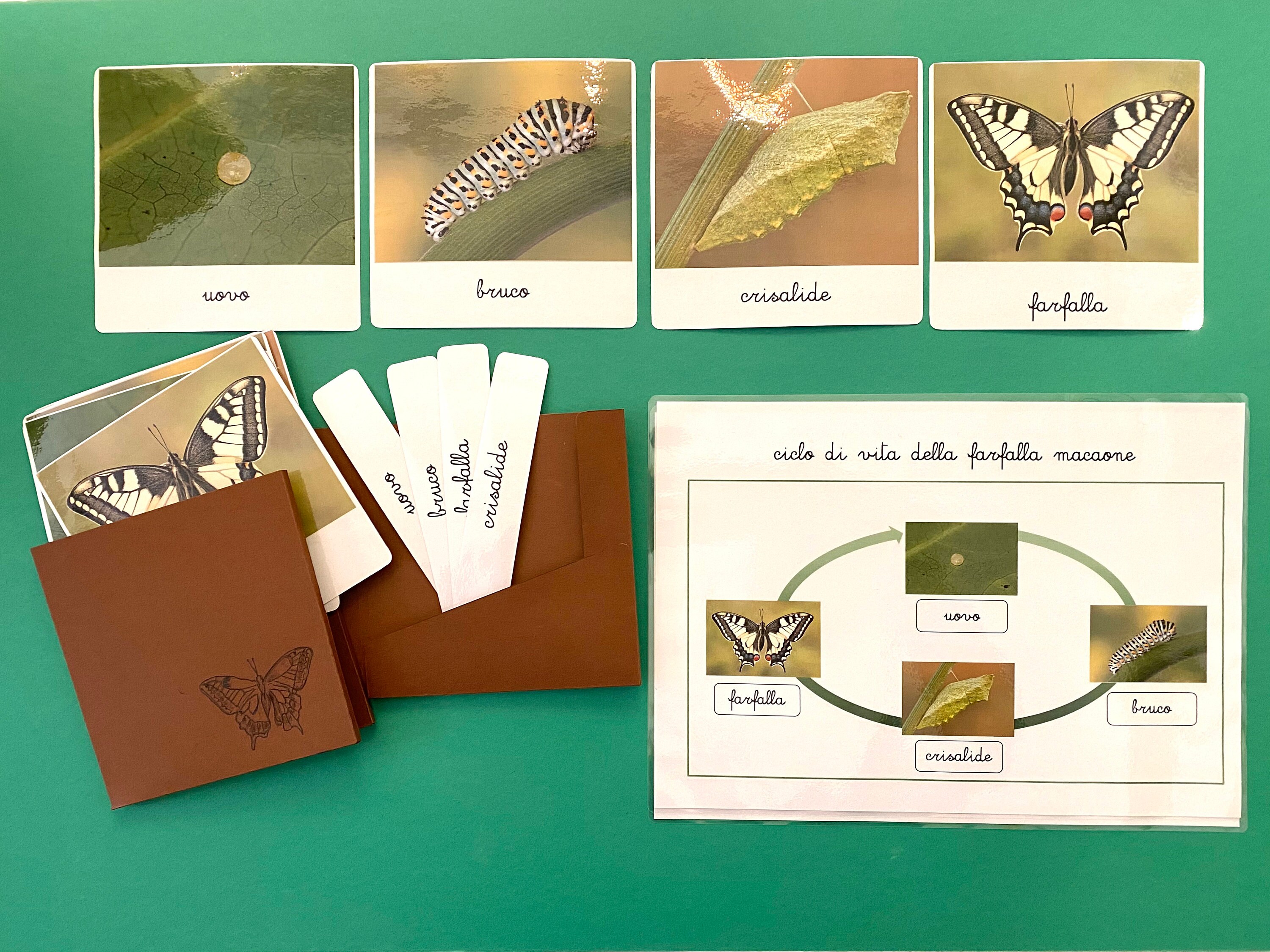 Nomenclaturas Montessori del ciclo de vida de la mariposa cola - Etsy ...