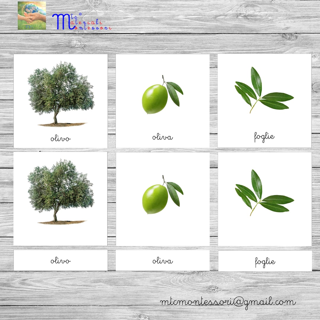 Printable PDF Montessori Nomenclature the Olive and Its Parts - Etsy
