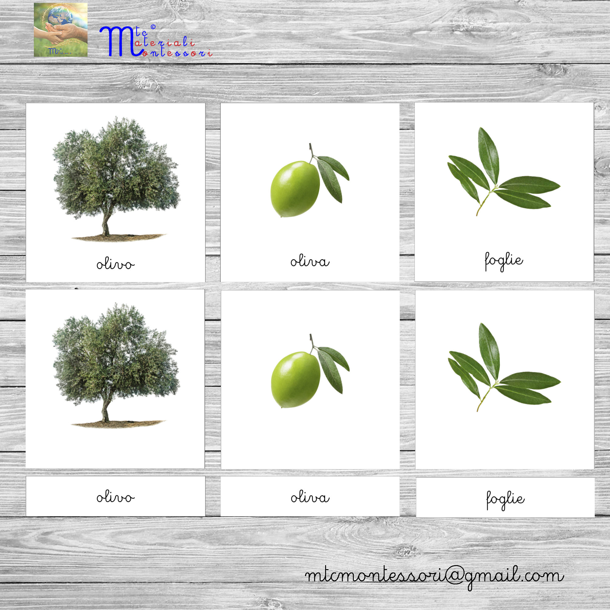 Printable PDF Montessori Nomenclature the Olive and Its Parts - Etsy